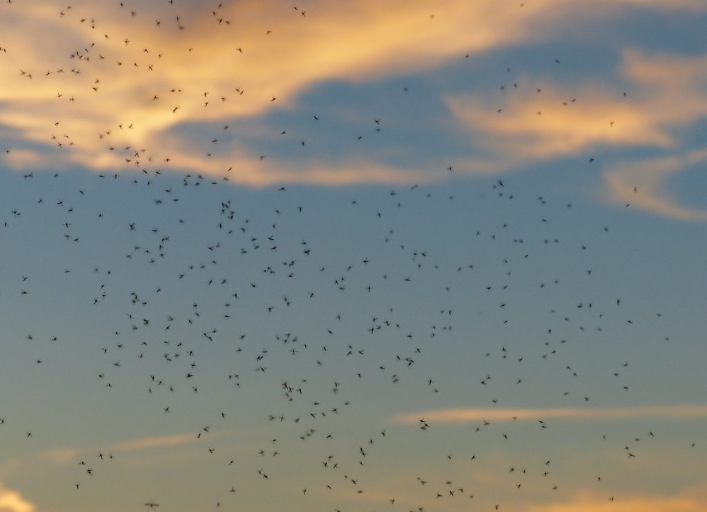 Keep Bugs Away from Outdoor Lighting 5 Top Tips